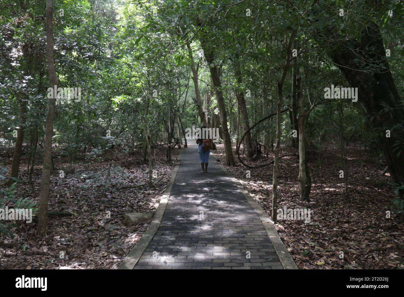 Jathika Namal Uyana, Dambulla, Visit Sri Lanka Stock Photo - Alamy