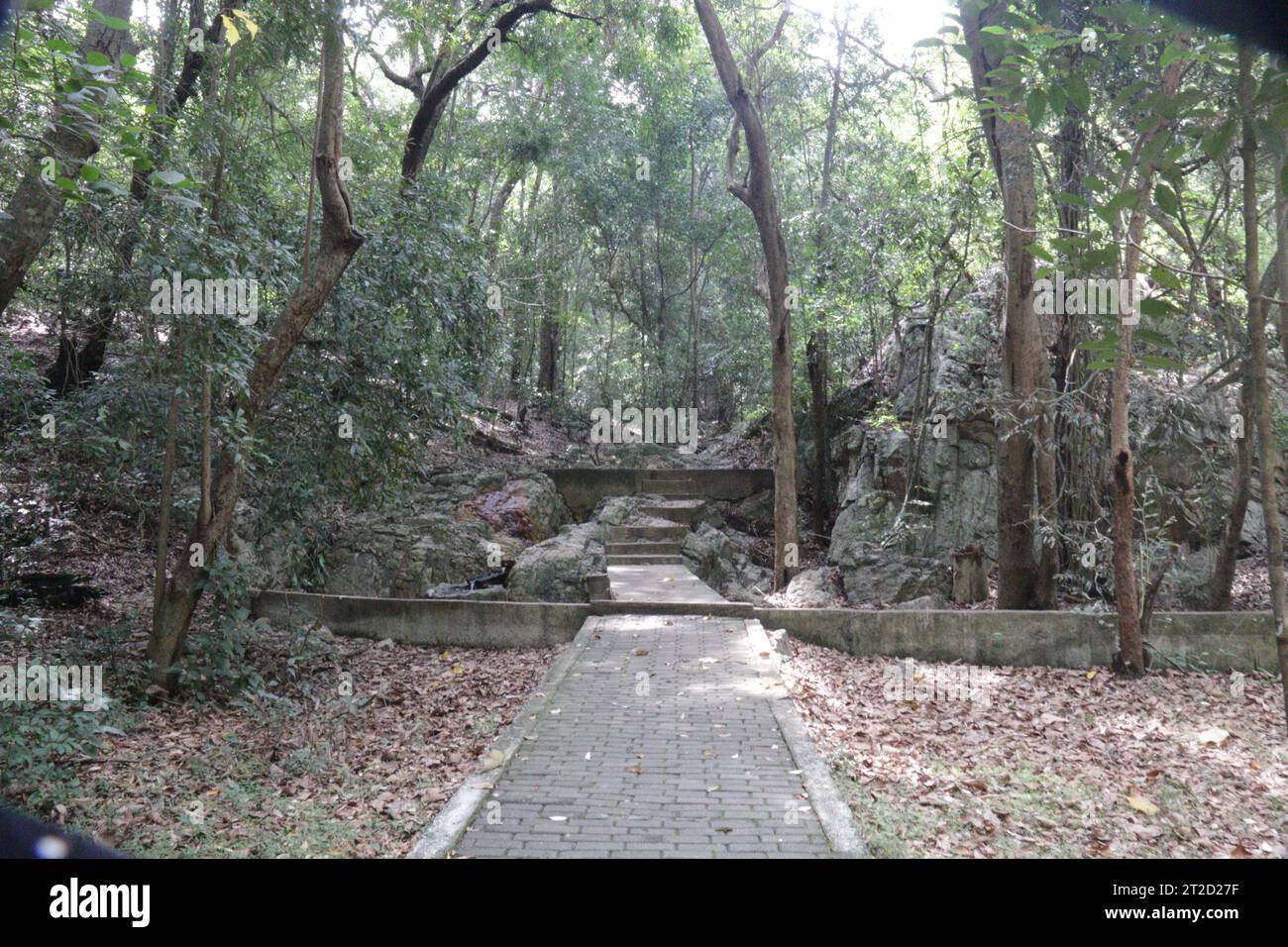 Jathika Namal Uyana, Dambulla, Visit Sri Lanka Stock Photo - Alamy