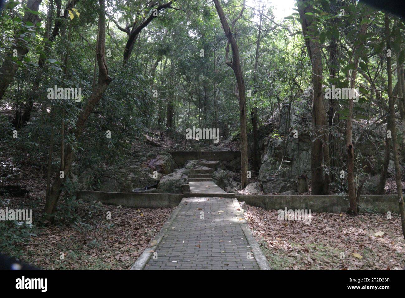 Jathika Namal Uyana, Dambulla, Visit Sri Lanka Stock Photo - Alamy