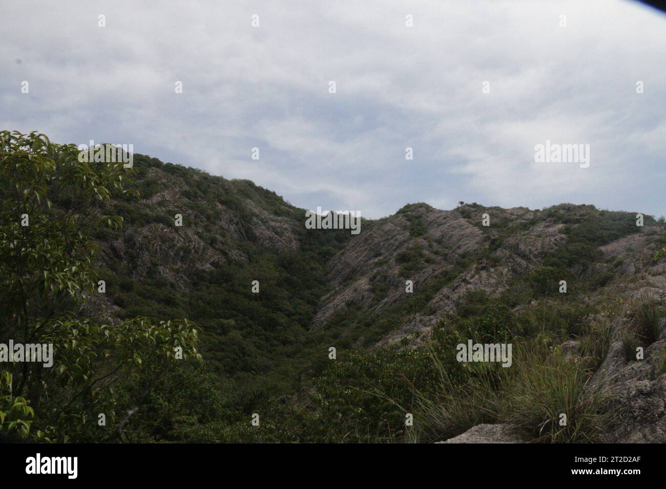 Jathika Namal Uyana, Dambulla, Visit Sri Lanka Stock Photo - Alamy