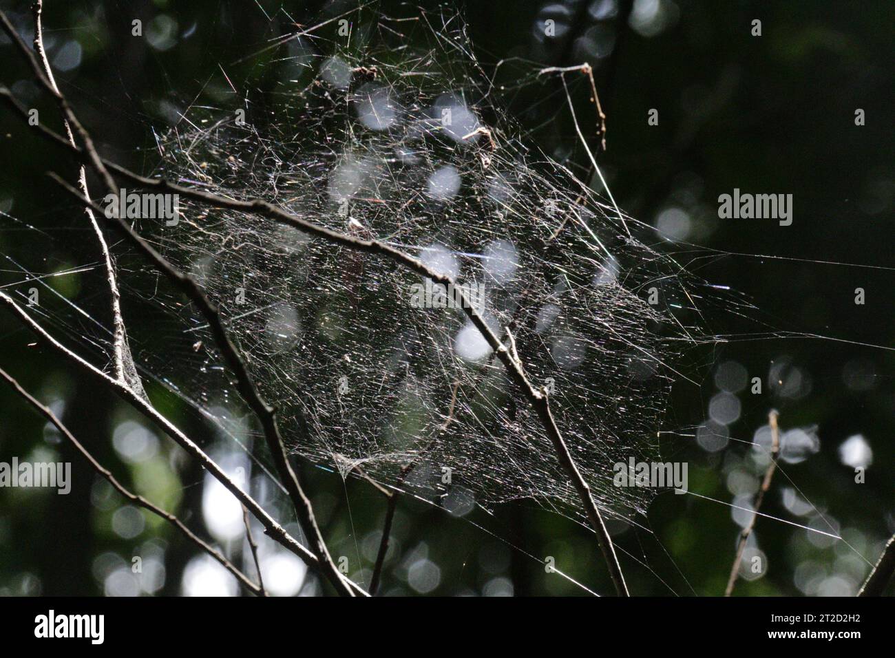 Jathika Namal Uyana, Dambulla, Visit Sri Lanka Stock Photo - Alamy