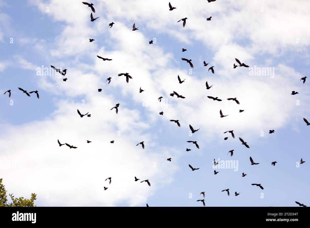 Birds Flying Through the Sky Stock Photo - Alamy