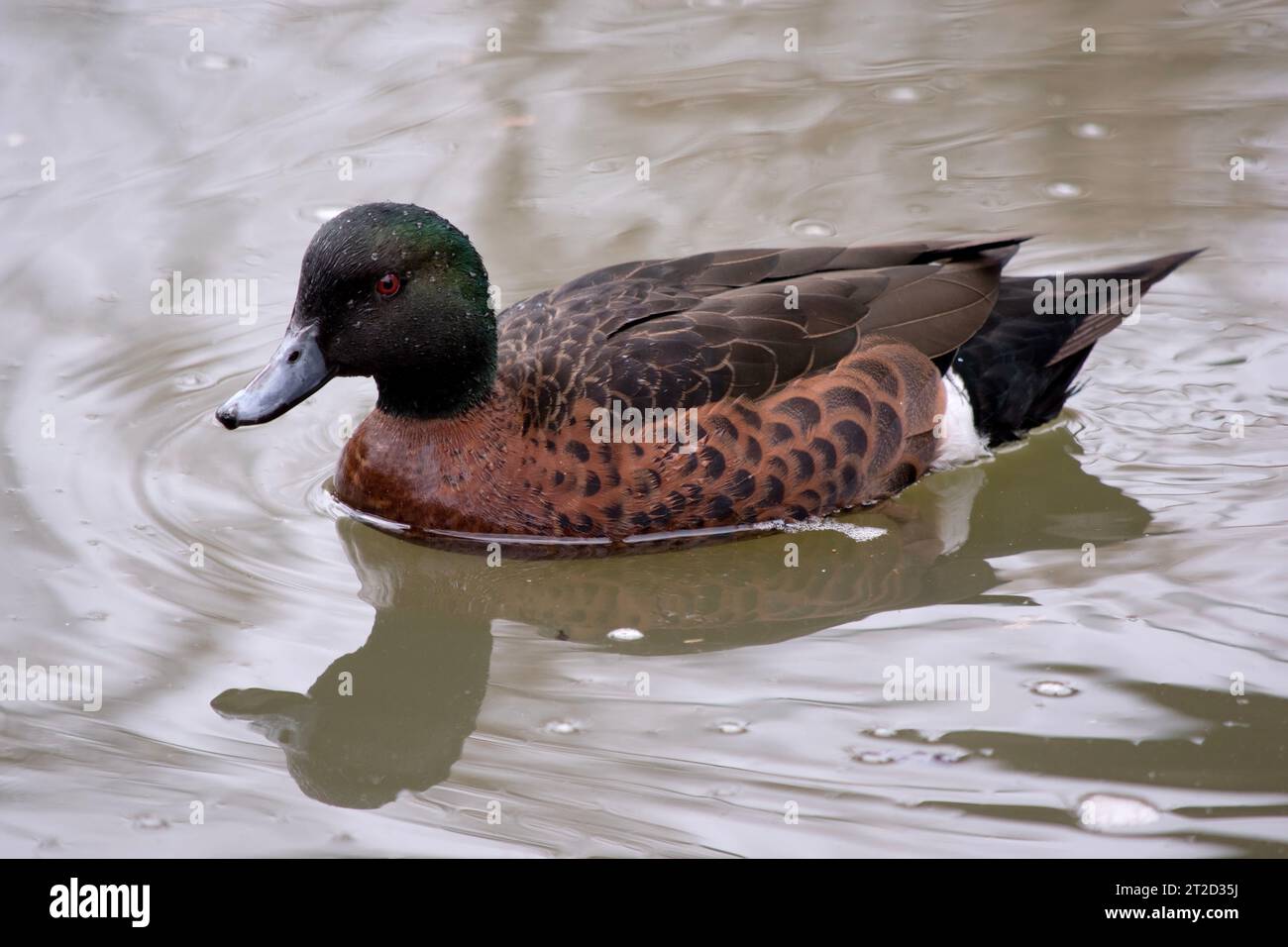 the male the chestnut teal duck has a green head and neck and a brown ...