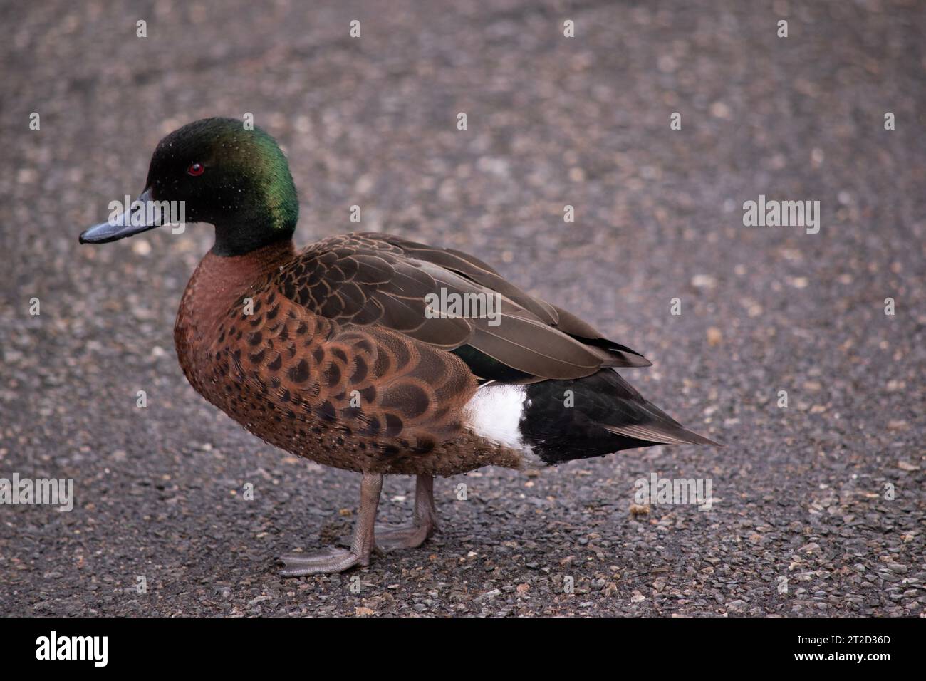 the male the chestnut teal duck has a green head and neck and a brown ...
