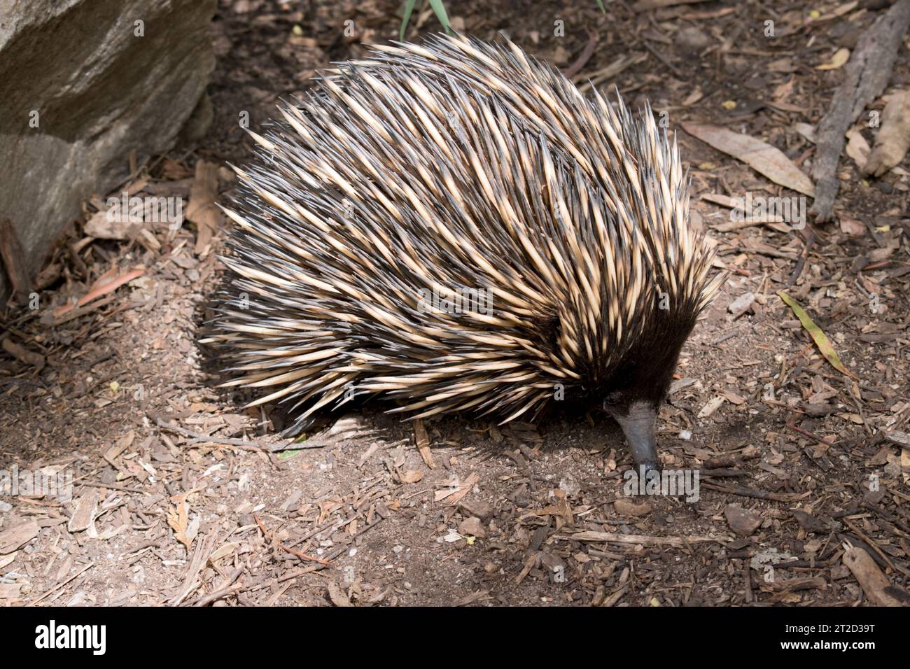 The echidna has spines like a porcupine, a beak like a bird, a pouch ...
