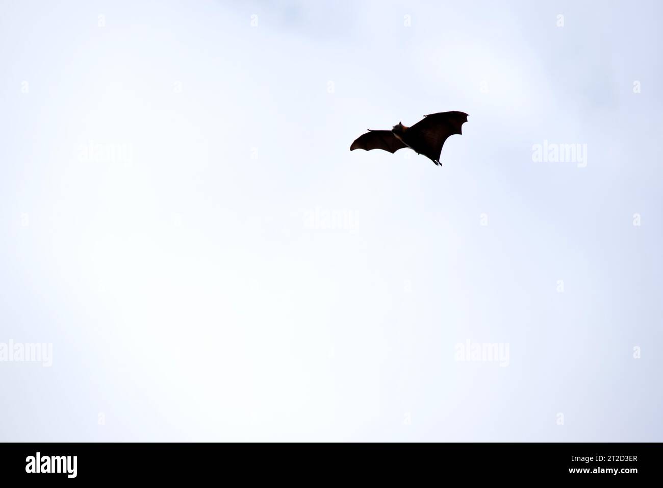 Bat( mammals)(fly)(echo) hi-res stock photography and images - Alamy