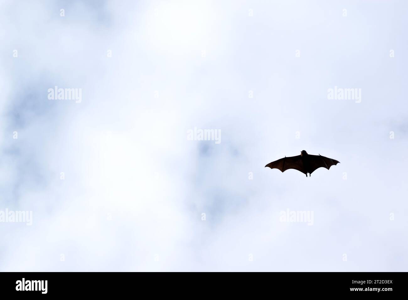 Bats are the only mammals that can fly. Instead of arms or hands, they ...