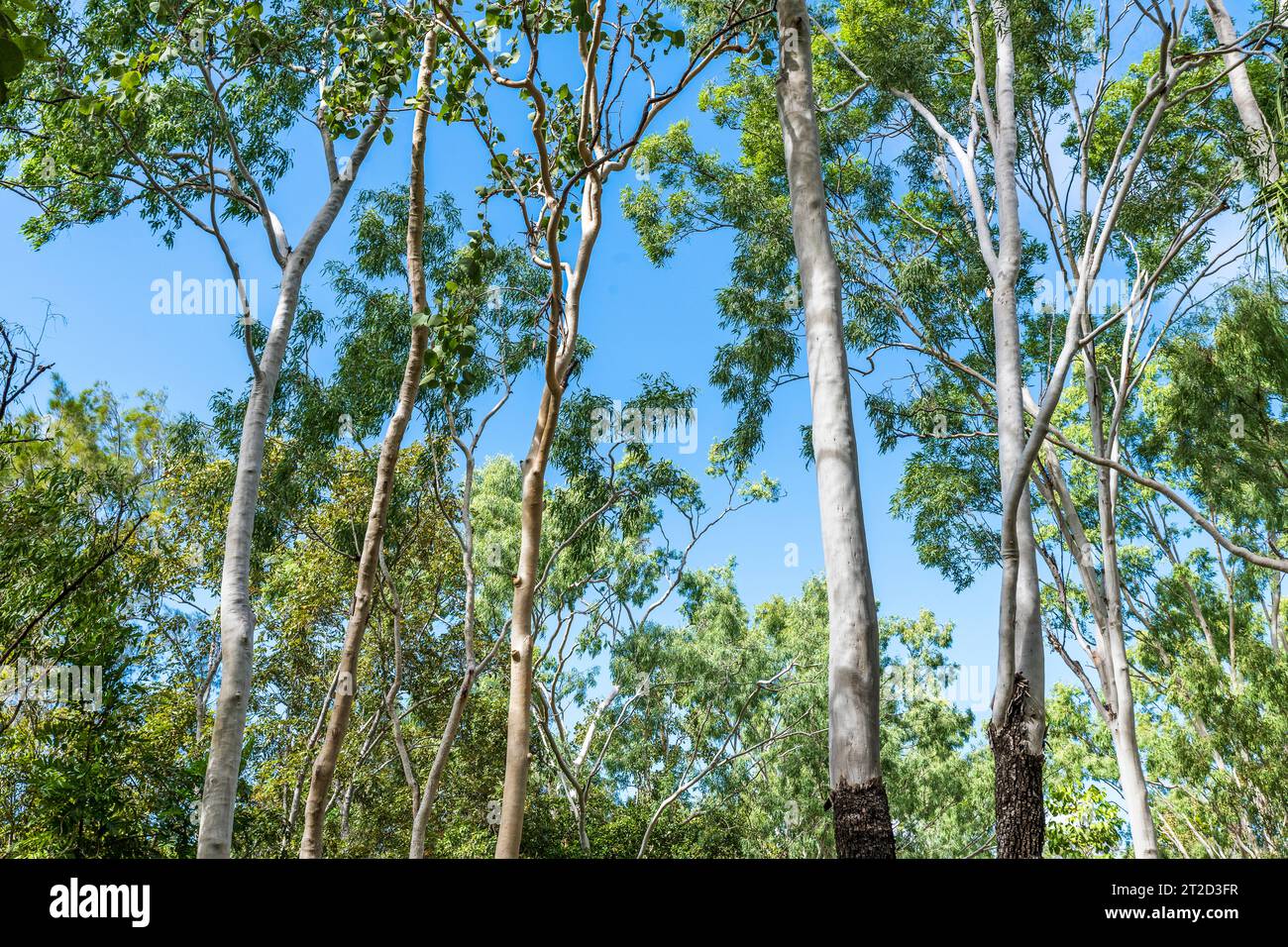 Eucalyptus forest at Alligator Creek, Mount Elliot, Bowling Green Bay ...