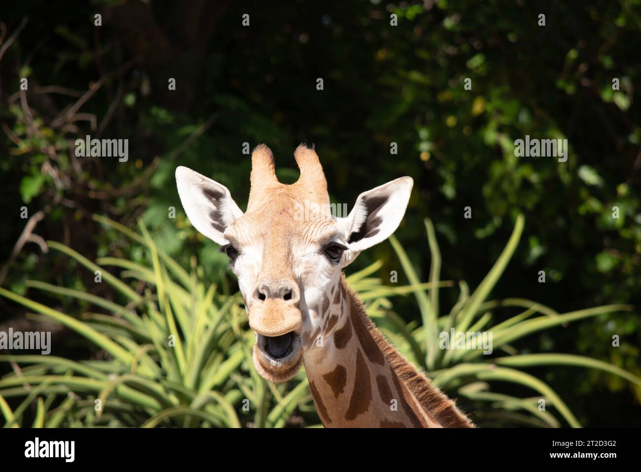 The giraffe is the tallest of all mammals. The legs and neck are ...