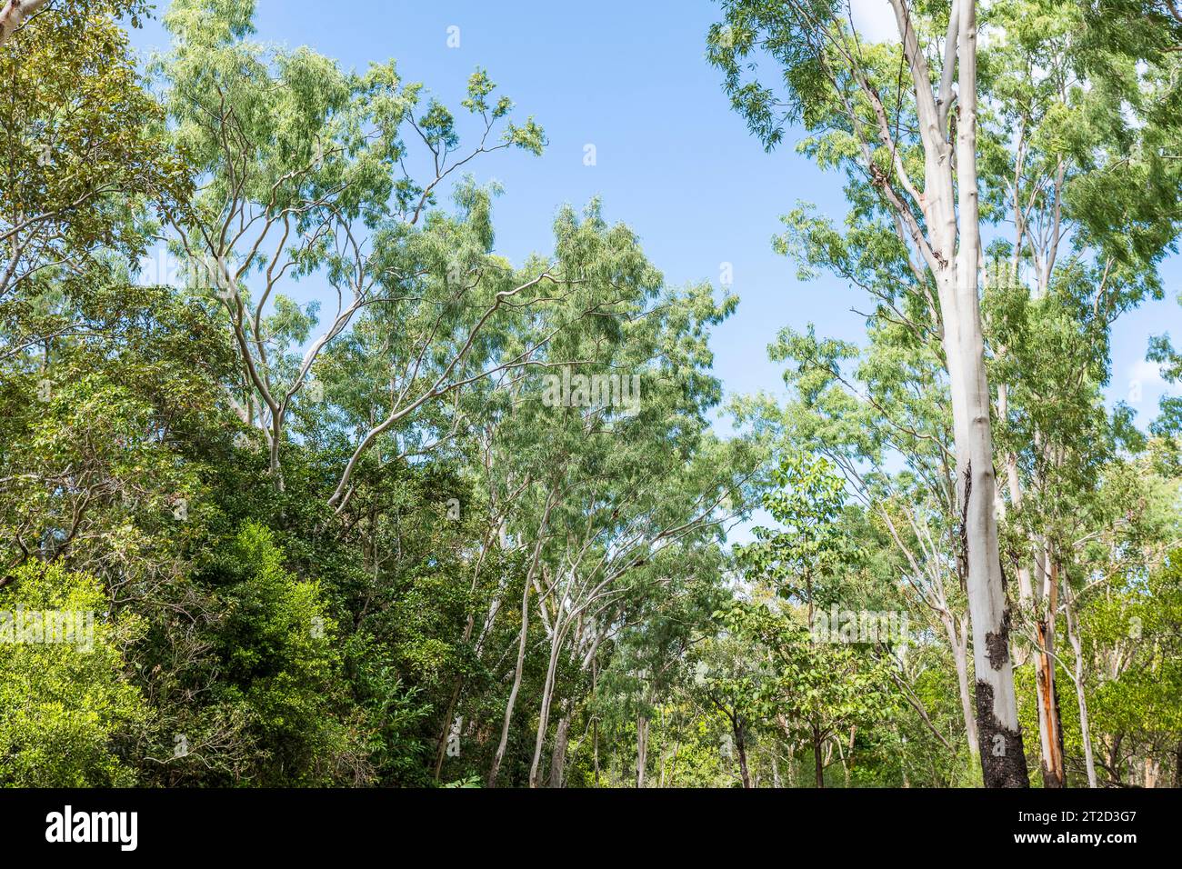 Eucalyptus forest at Alligator Creek, Mount Elliot, Bowling Green Bay ...