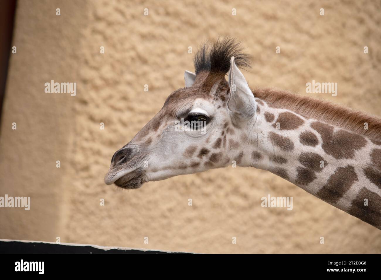 The giraffe is the tallest of all mammals. The legs and neck are ...