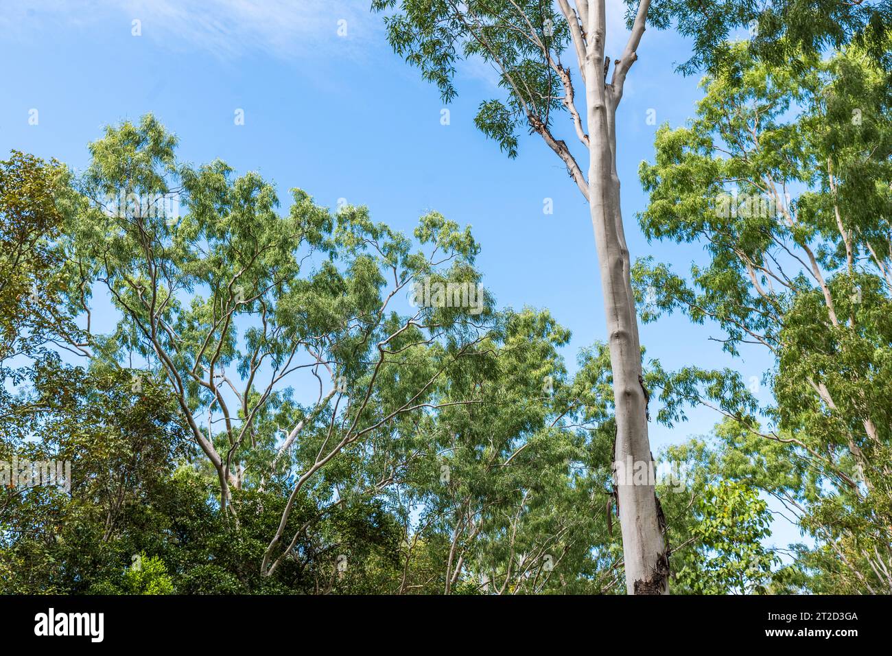 Eucalyptus forest at Alligator Creek, Mount Elliot, Bowling Green Bay ...