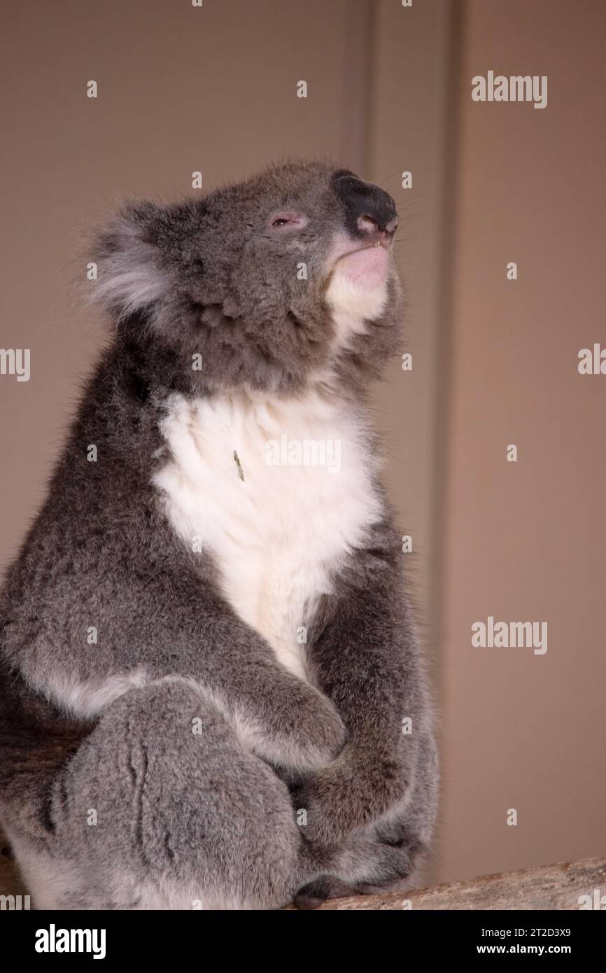 the Koala has a large round head, big furry ears and big black nose ...