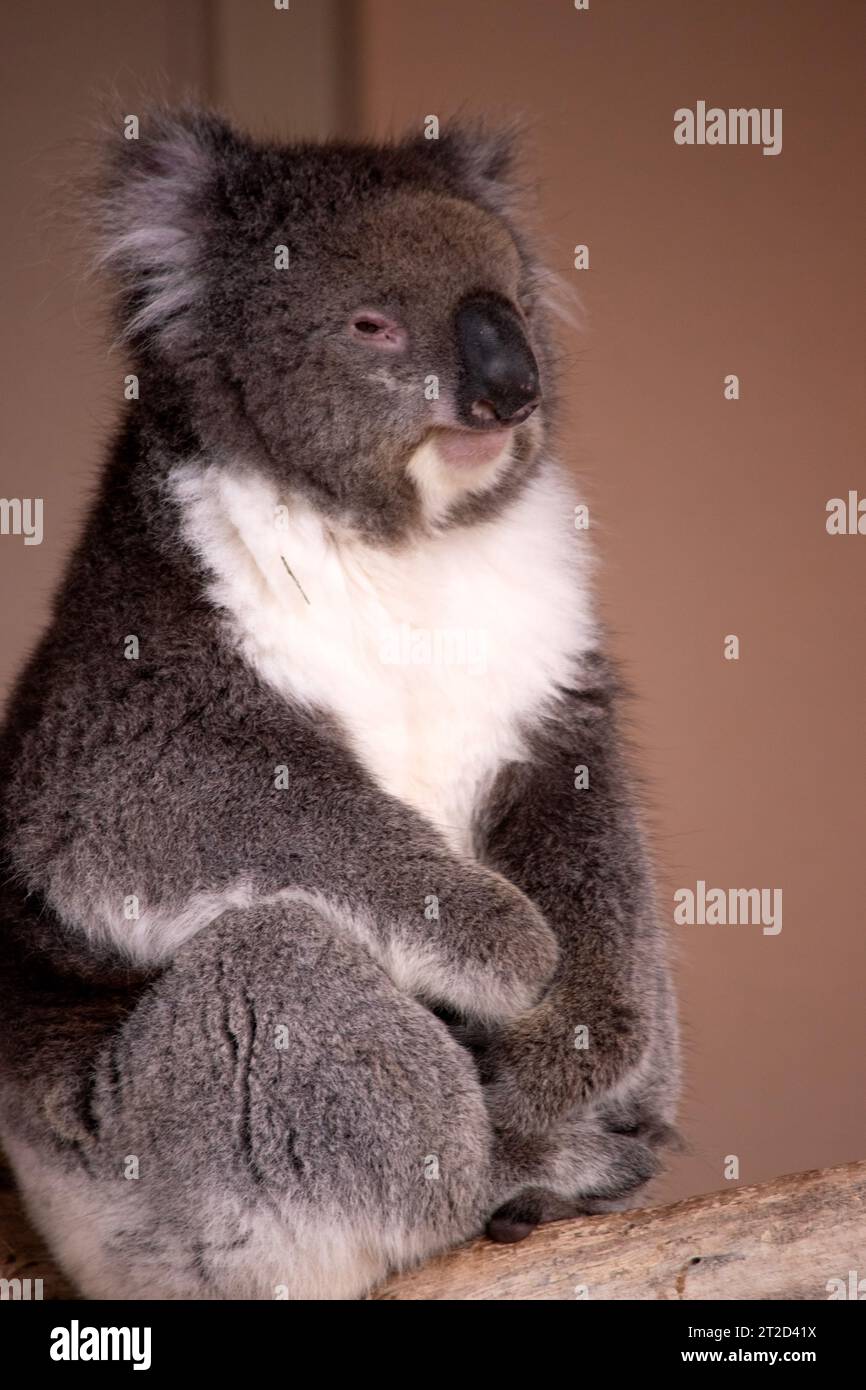 the Koala has a large round head, big furry ears and big black nose ...