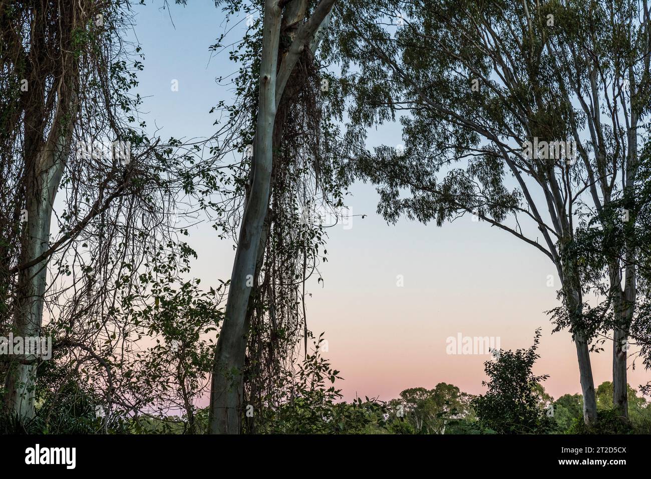 Forest near Burdekin River is a river in North and Far North Queensland ...