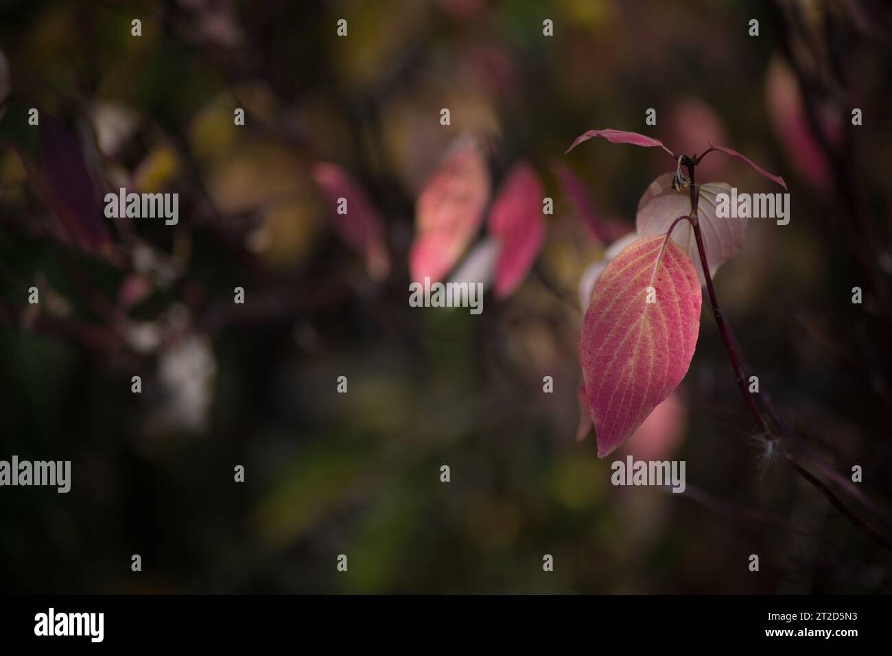 Crimson red leaves hi-res stock photography and images - Alamy