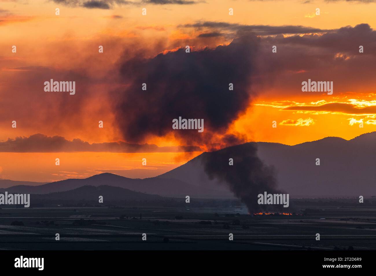 field of sugar cane is burnt before harvesting, in Queensland, Shire of Burdekin, Australia ...