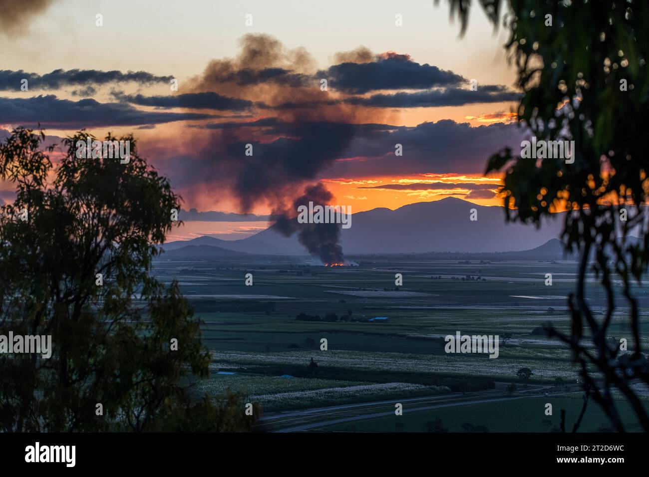 field of sugar cane is burnt before harvesting, in Queensland, Shire of Burdekin, Australia ...