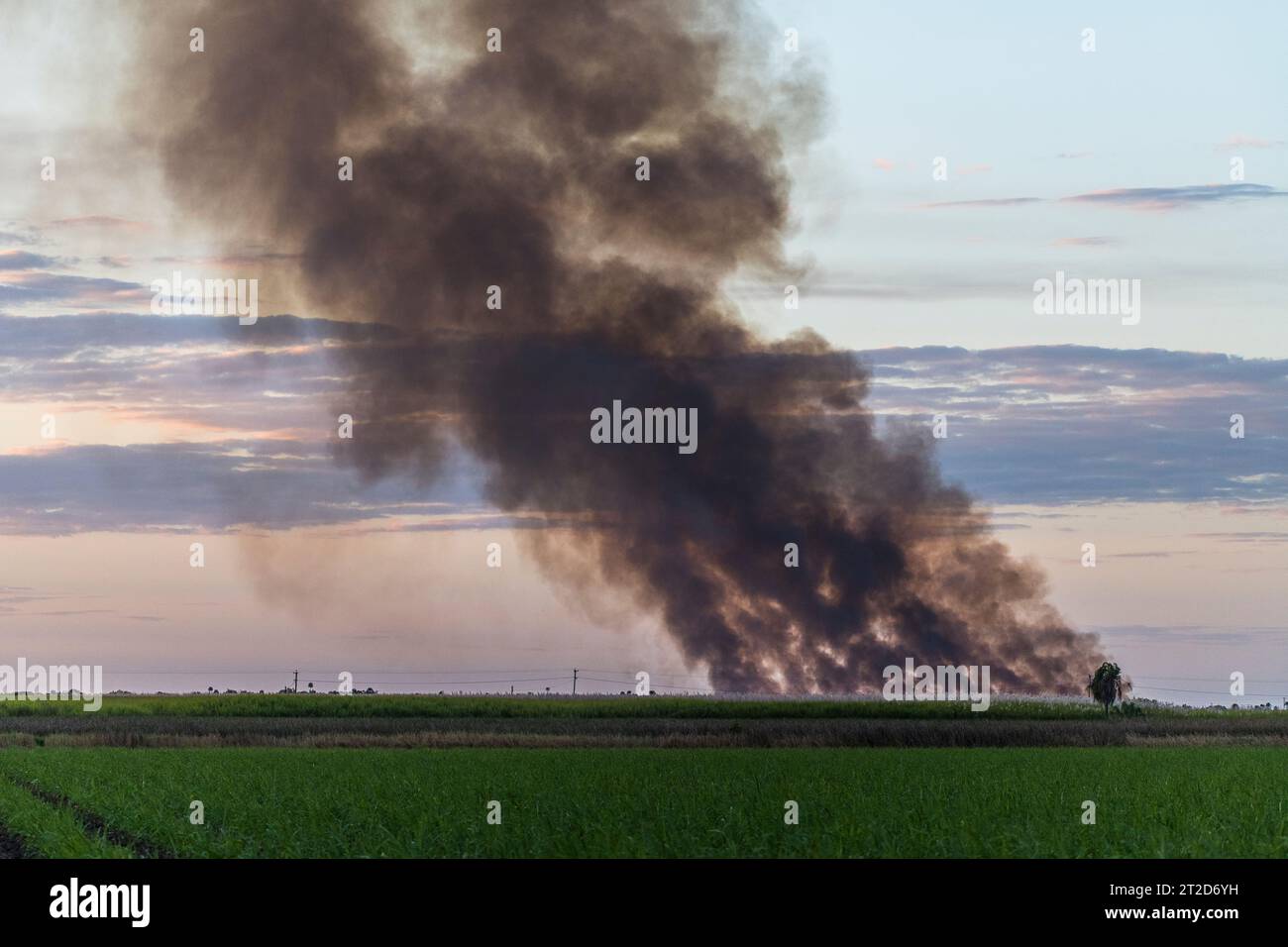 field of sugar cane is burnt before harvesting, in Queensland, Shire of Burdekin, Australia ...