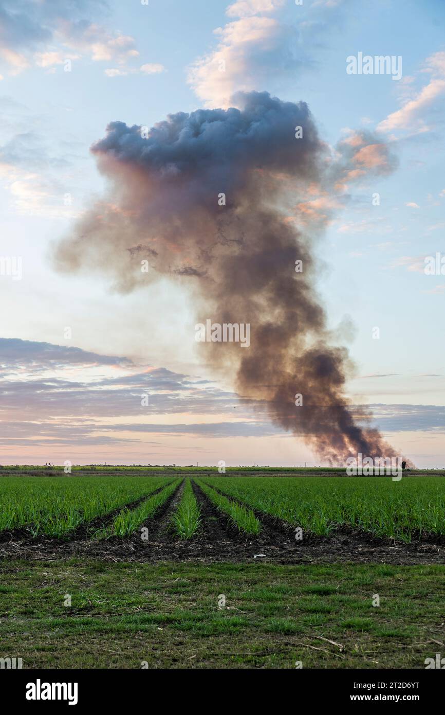 field of sugar cane is burnt before harvesting, in Queensland, Shire of Burdekin, Australia ...