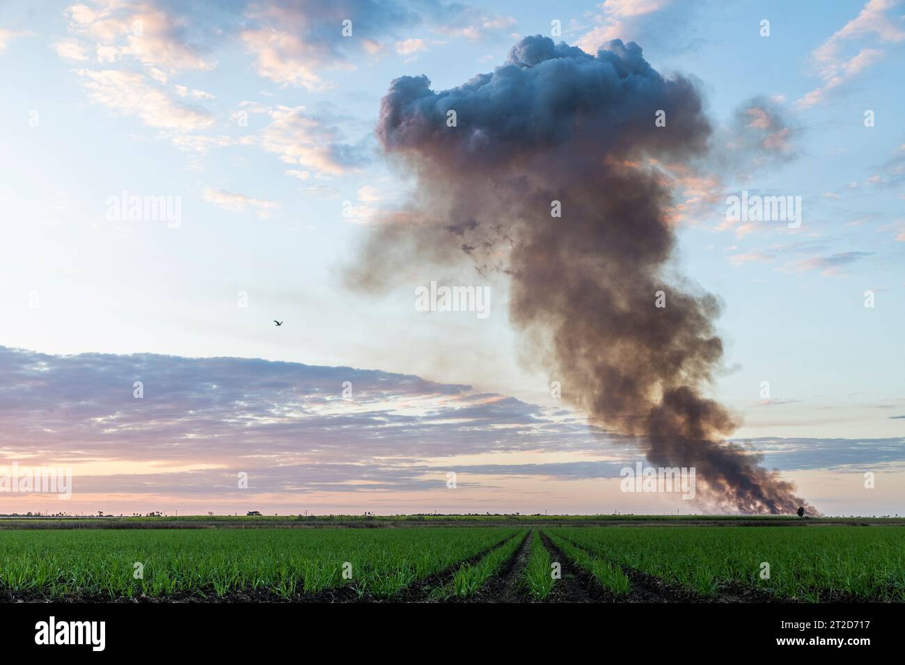 field of sugar cane is burnt before harvesting, in Queensland, Shire of Burdekin, Australia ...