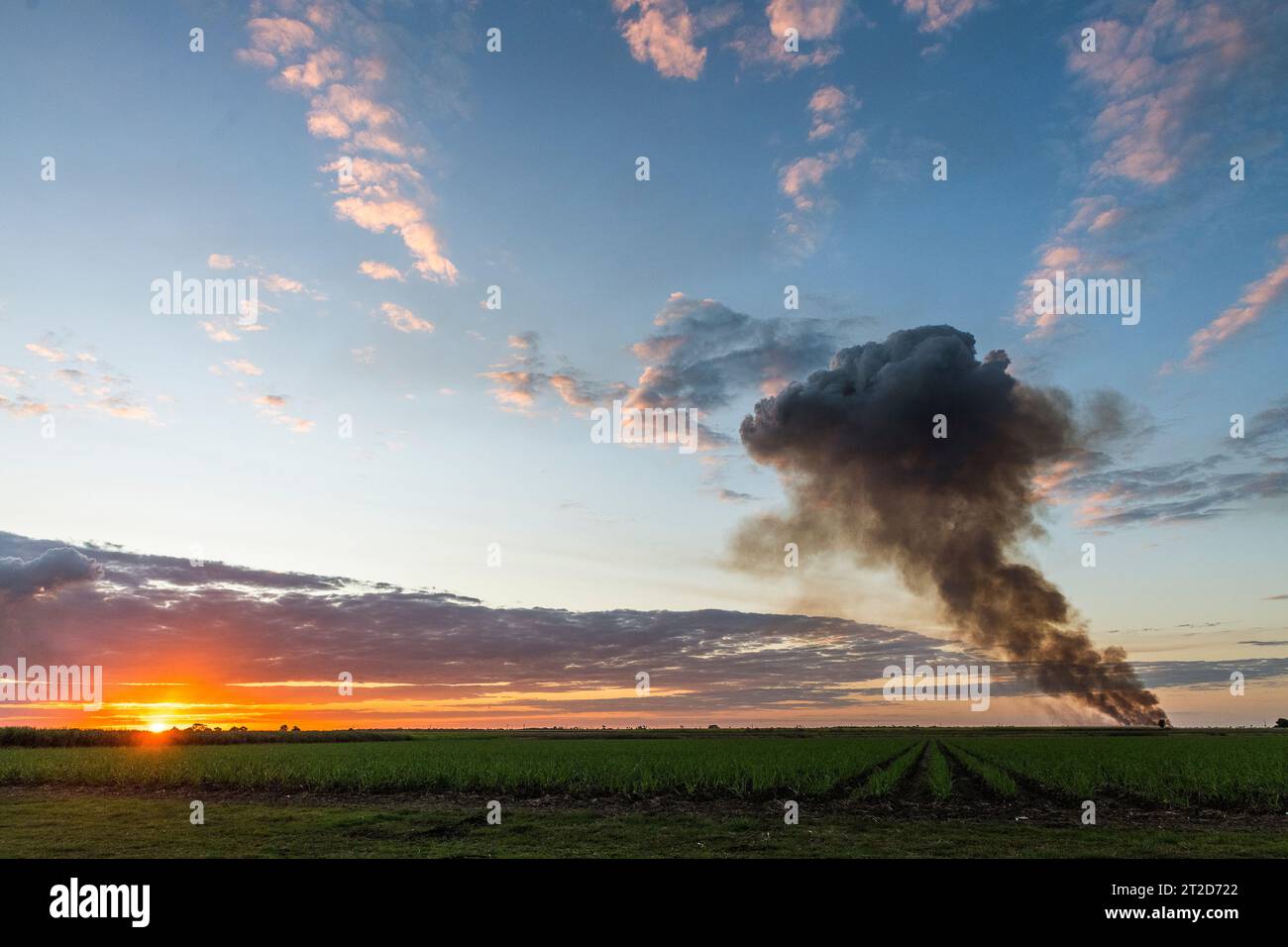 field of sugar cane is burnt before harvesting, in Queensland, Shire of Burdekin, Australia ...