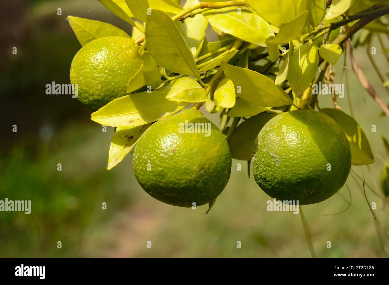 Calamansi juice hi-res stock photography and images - Alamy