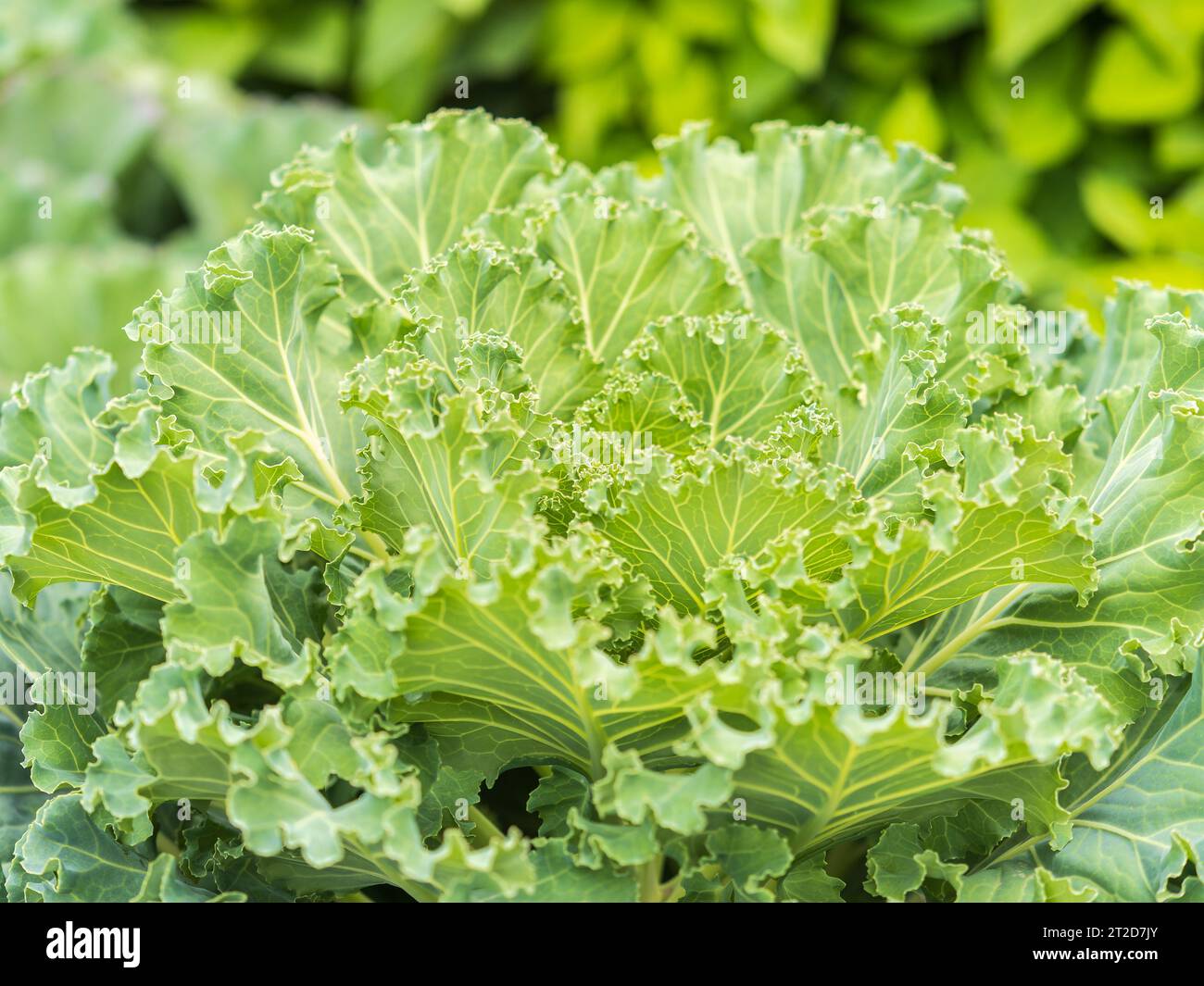 Close up of endless field with green leaves and purple veins of red ...