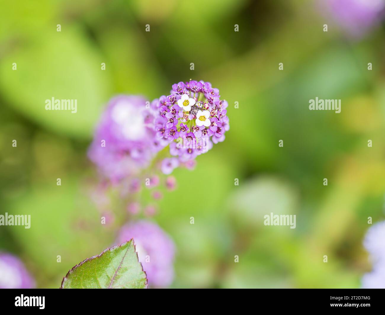 Verbena bonariensis flowers, Argentinian Vervain or Purpletop Vervain ...