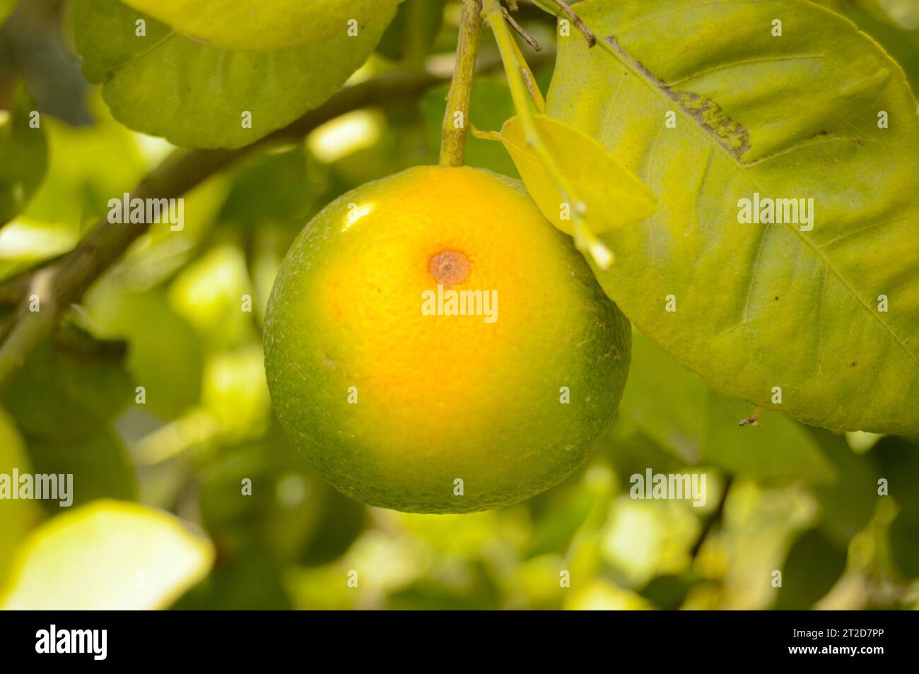 Calamansi juice hi-res stock photography and images - Alamy