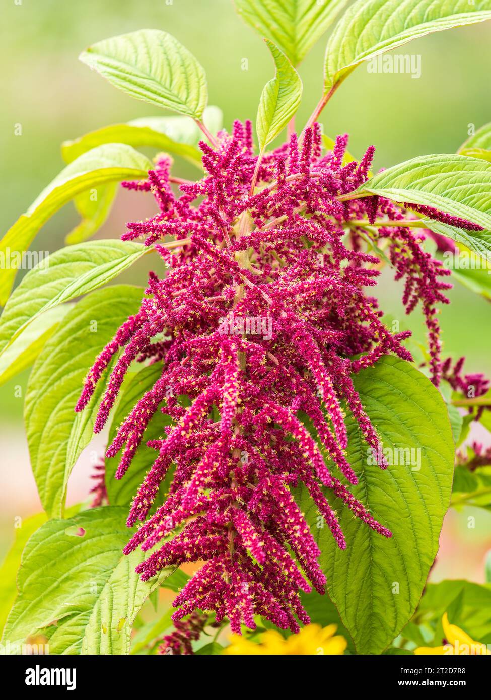 Flower in the garden Amaranthus caudatus. Flowering garden foxtail ...