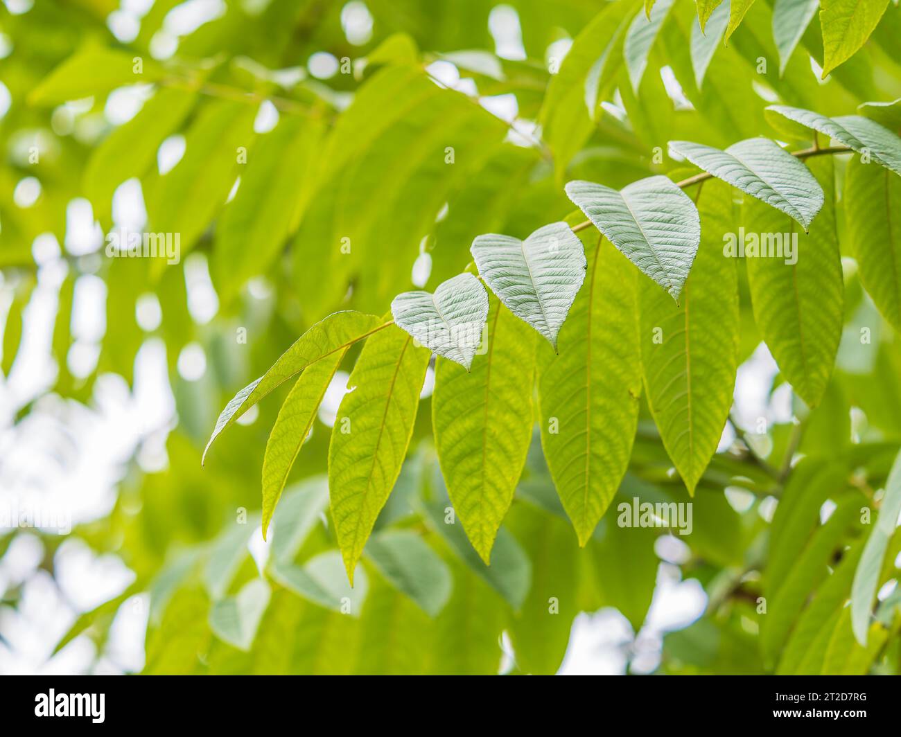 Branch with fresh green leaves of Juglans mandshurica, Manchurian ...