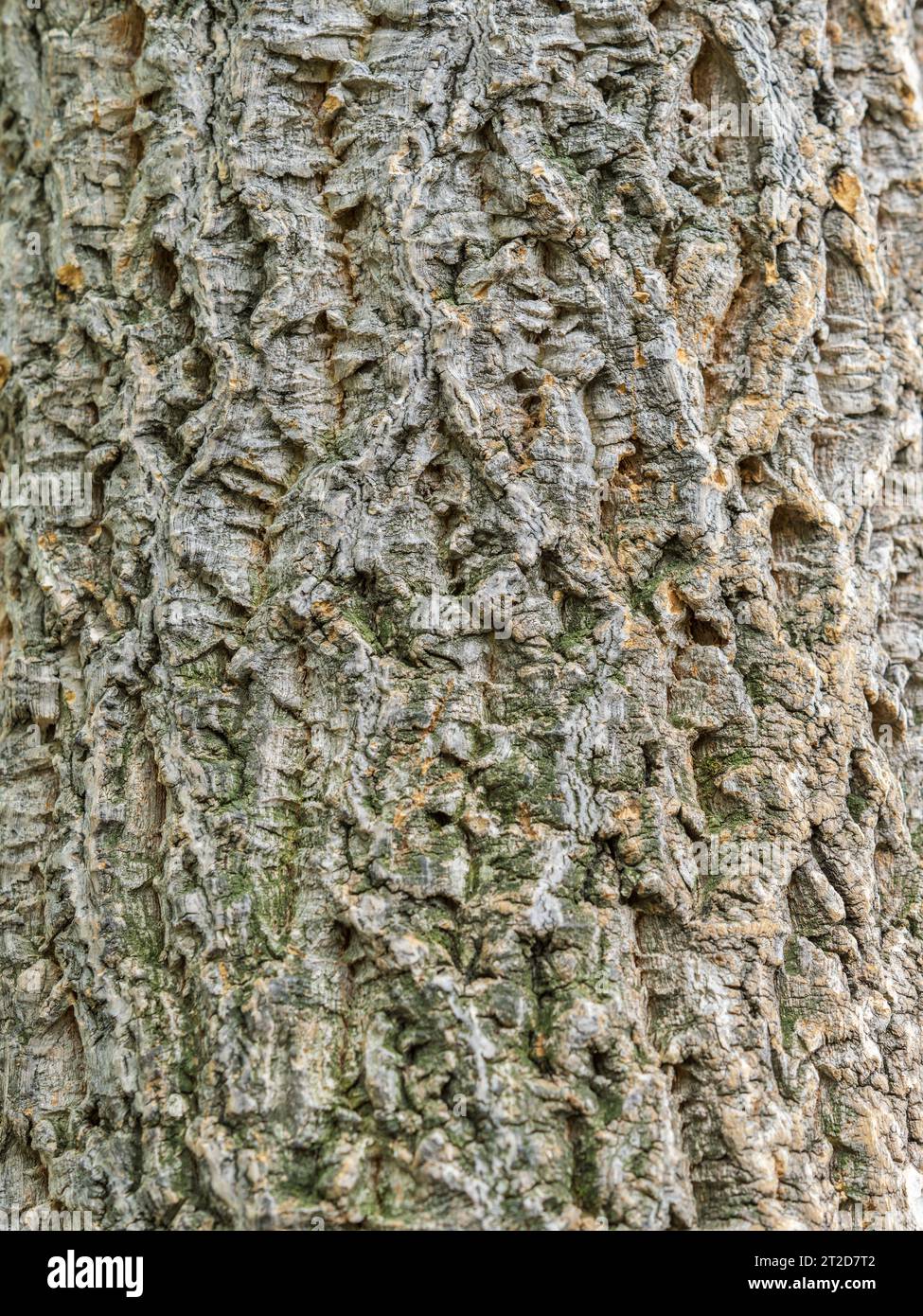 Cork bark texture with a hollow. Tree bark texture. Natural background ...