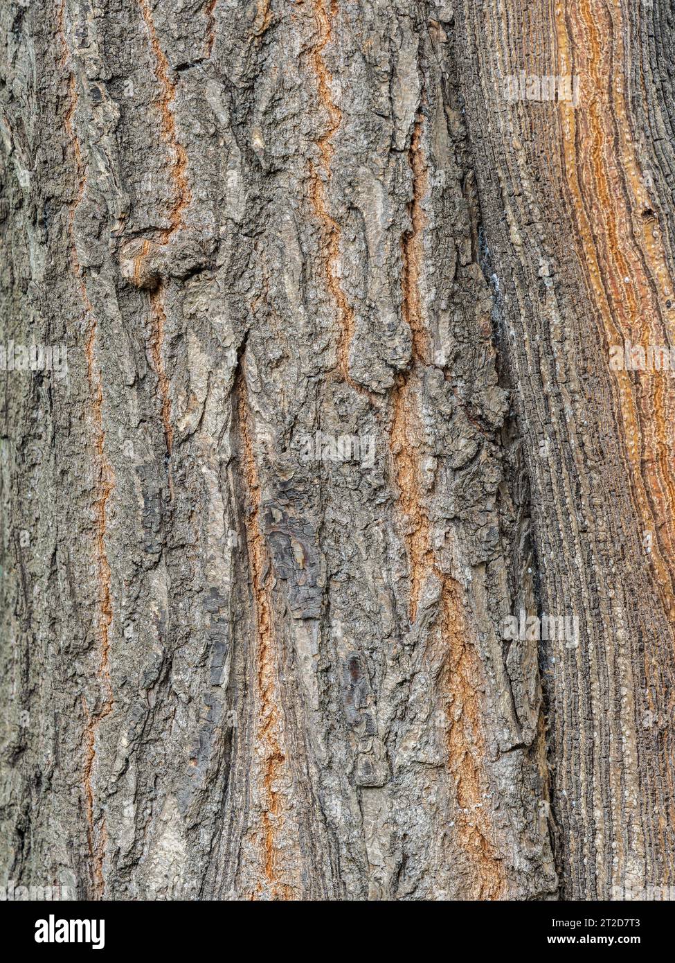 Bark texture and background of a old tree trunk. Detailed bark texture ...