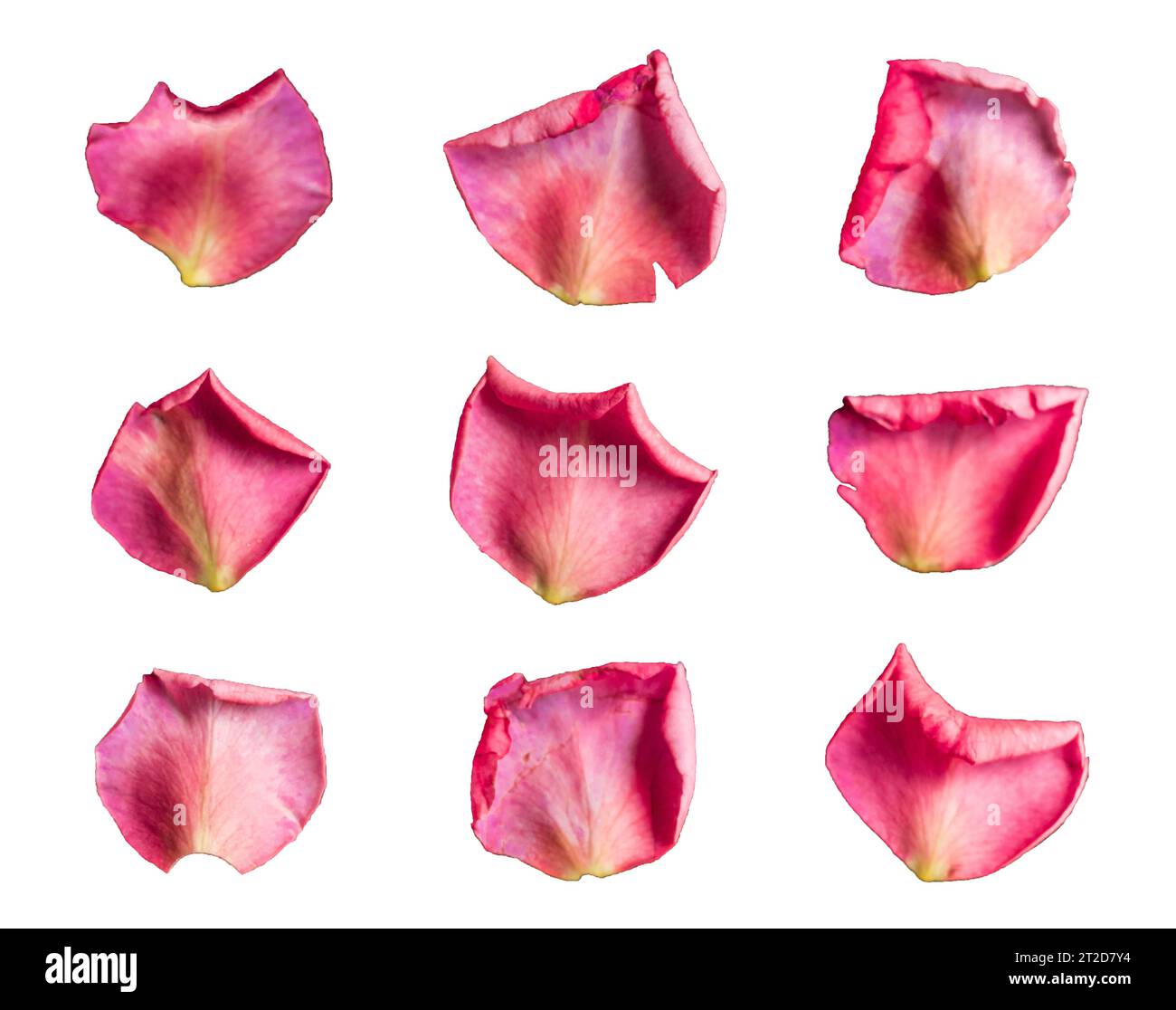 Magenta color roses Cut Out Stock Images & Pictures - Alamy
