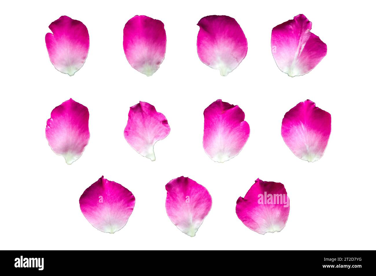The color of petals hi-res stock photography and images - Alamy