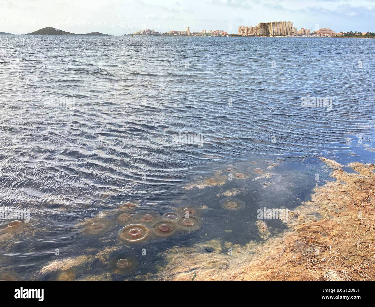 14 September 2023, Spain, Murcia: No one likes to swim here anymore ...