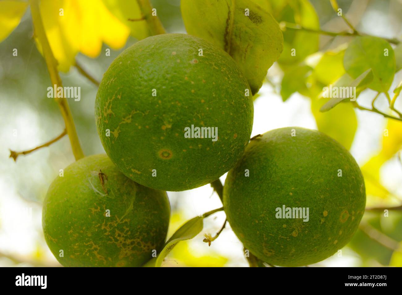 Kalamansi tree hi-res stock photography and images - Alamy