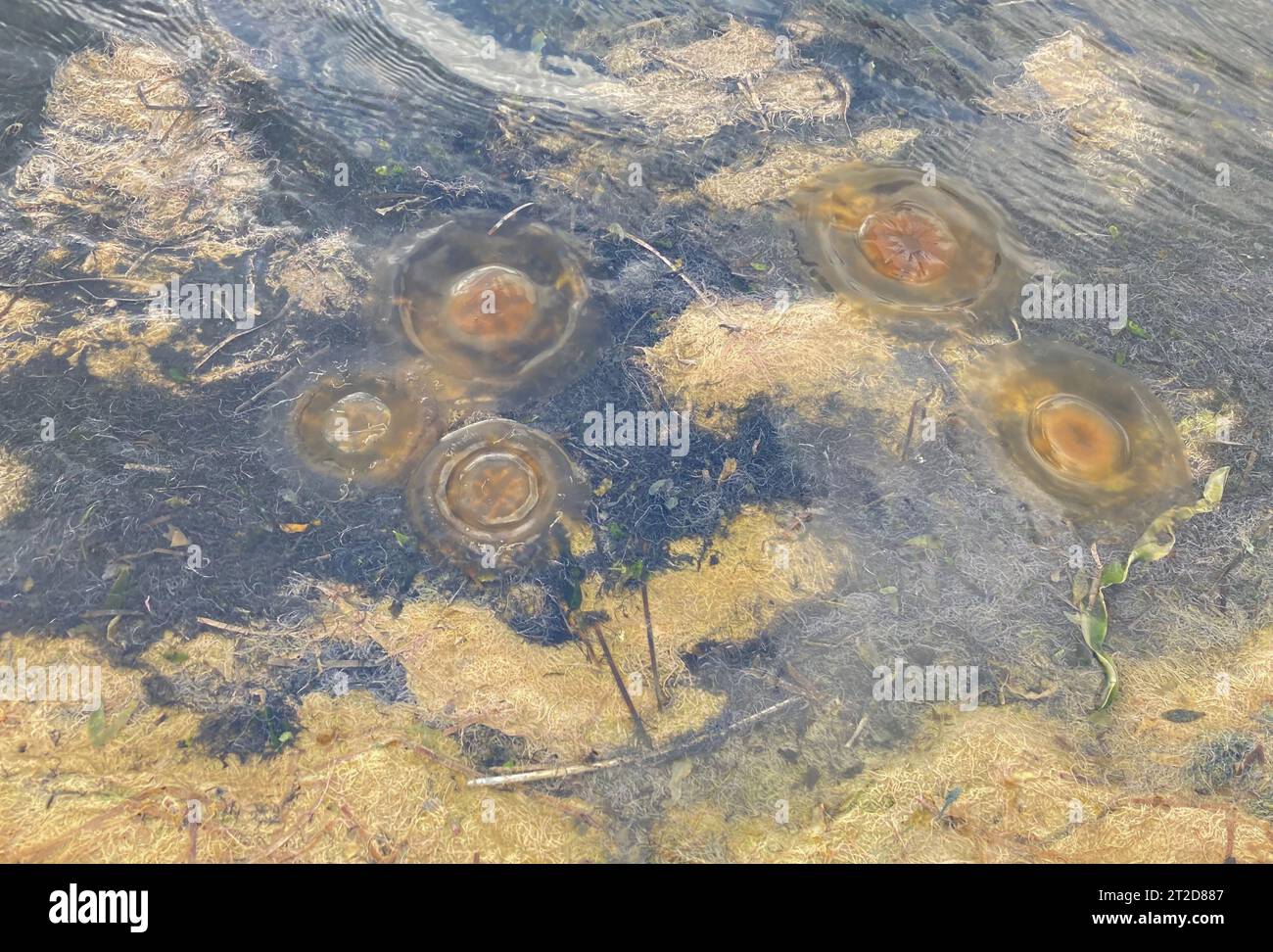 14 September 2023, Spain, Murcia: The shore of the former natural ...