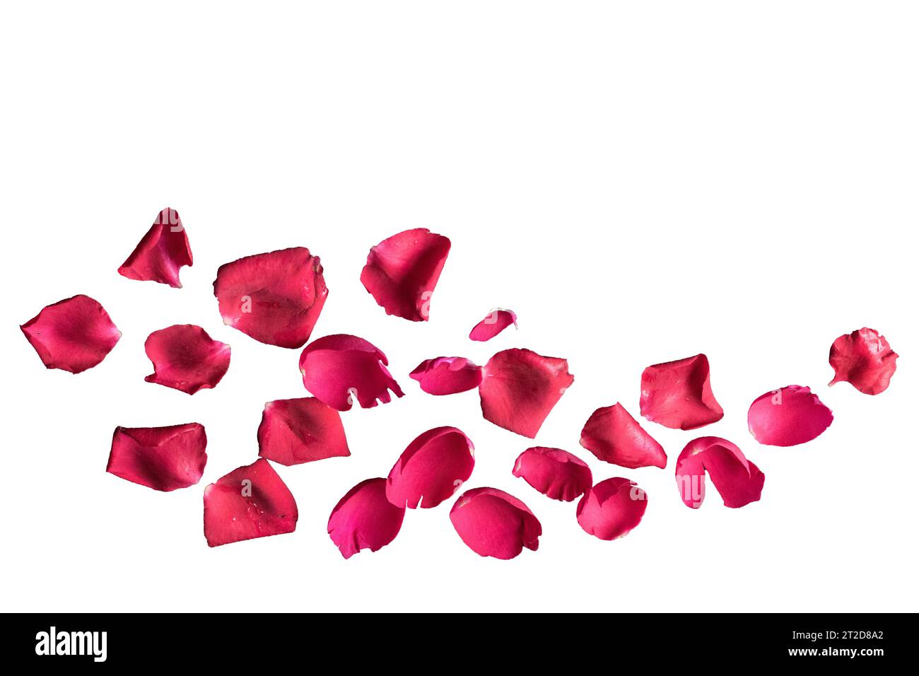 Floating red rose petals isolated on a white or transparent background ...