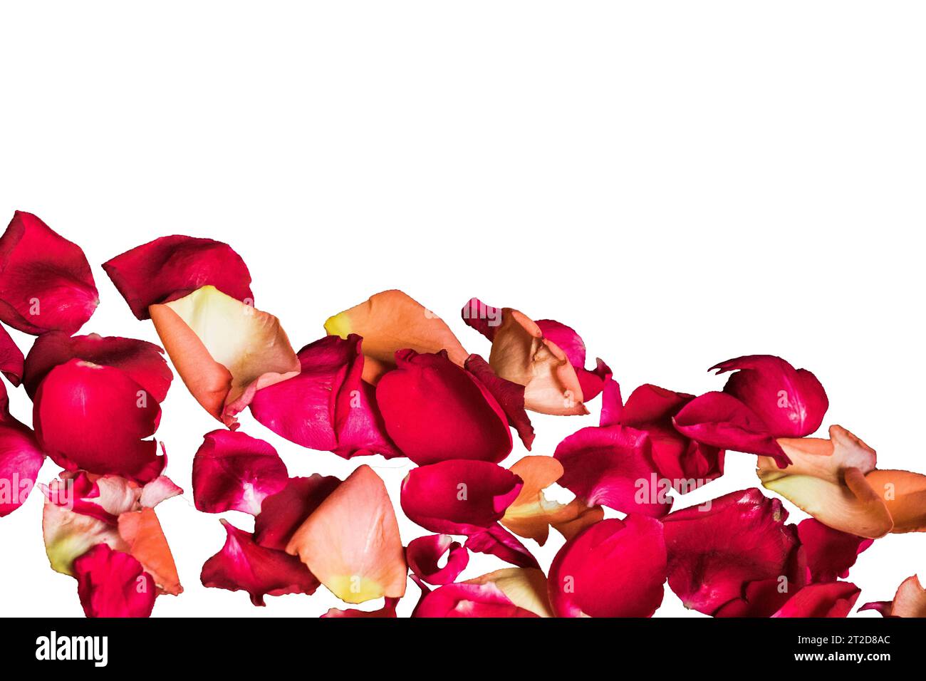 Floating red rose petals isolated on a white or transparent background ...