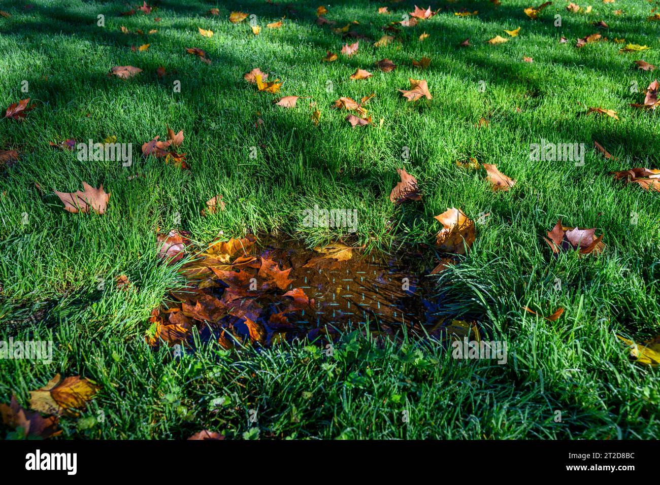 Plastic lid on irrigation system covered in rainwater and fallen maple ...