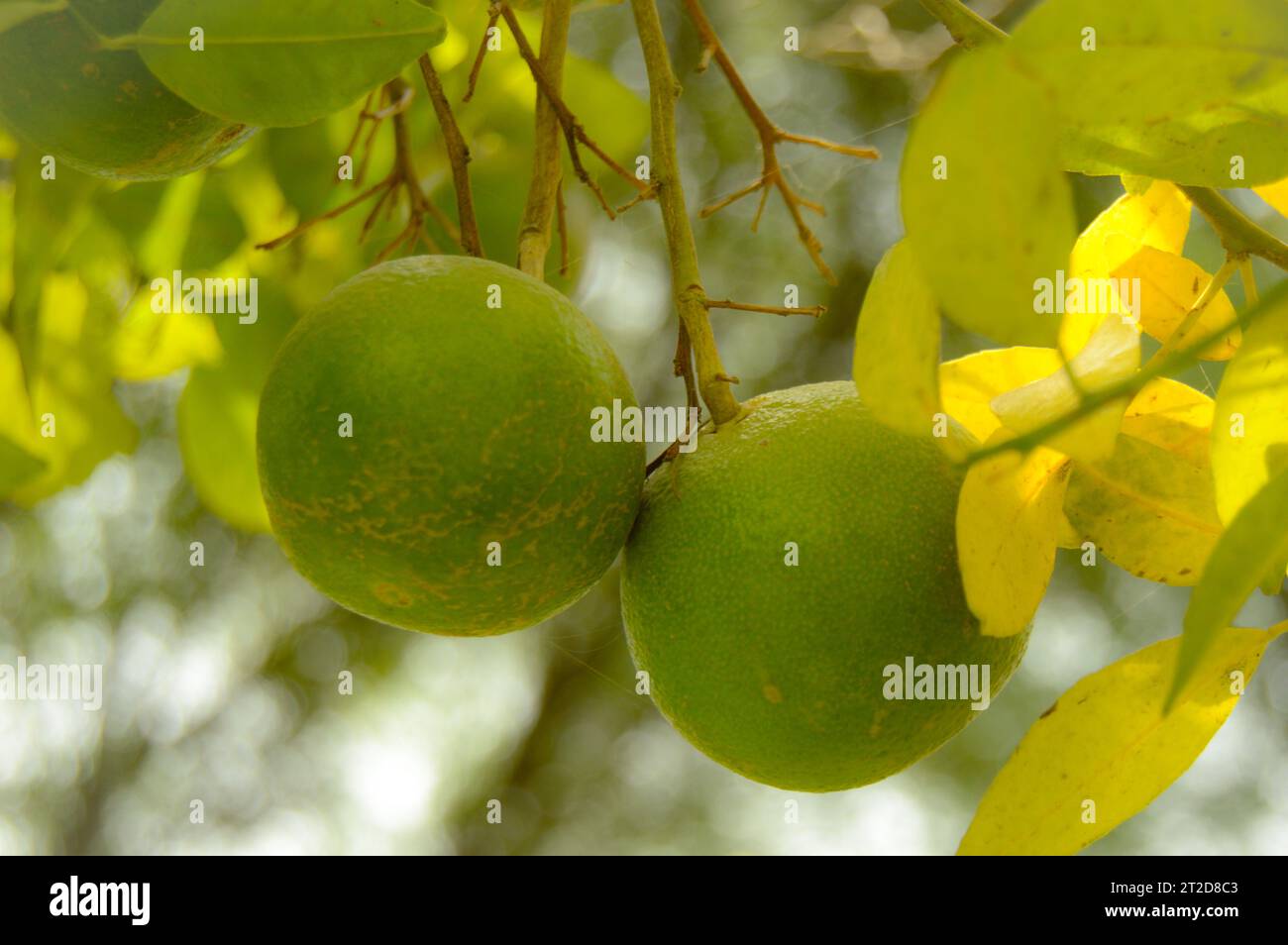 Calamansi juice hi-res stock photography and images - Alamy