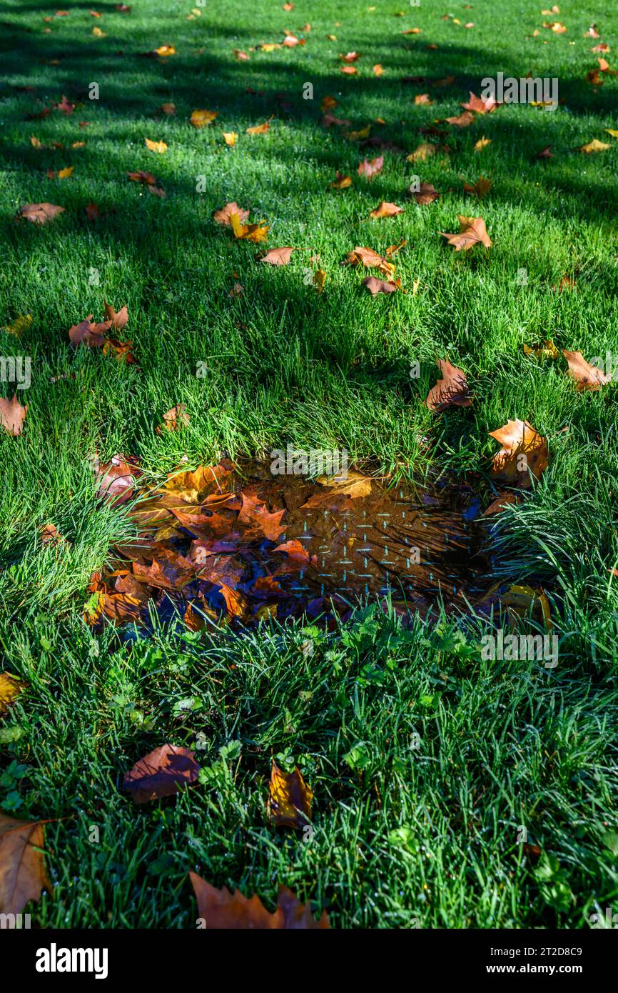 Plastic lid on irrigation system covered in rainwater and fallen maple ...