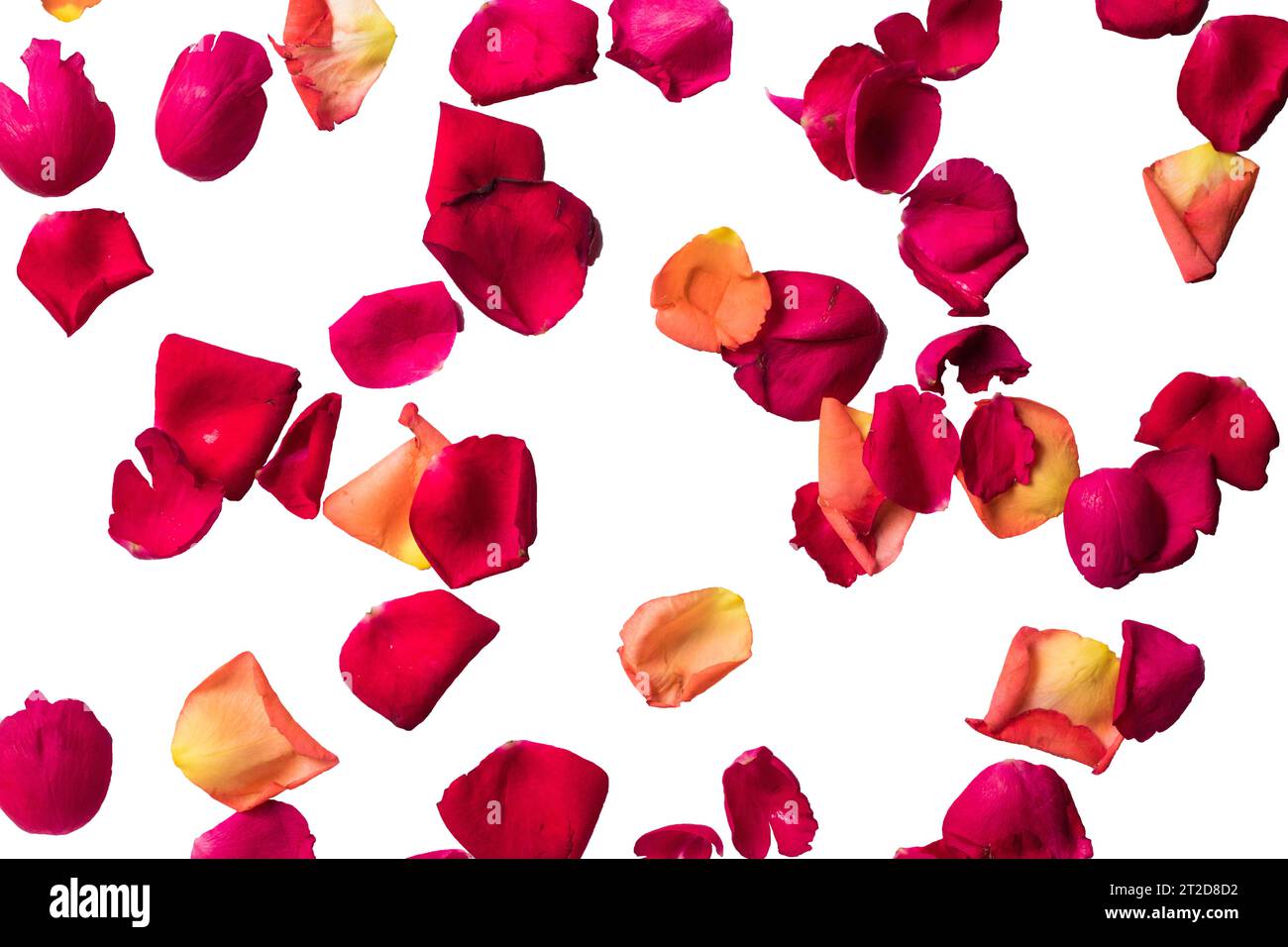 Floating red rose petals isolated on a white or transparent background ...