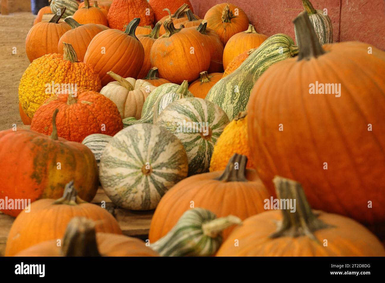 Variety pumpkins in sizes hi-res stock photography and images - Alamy