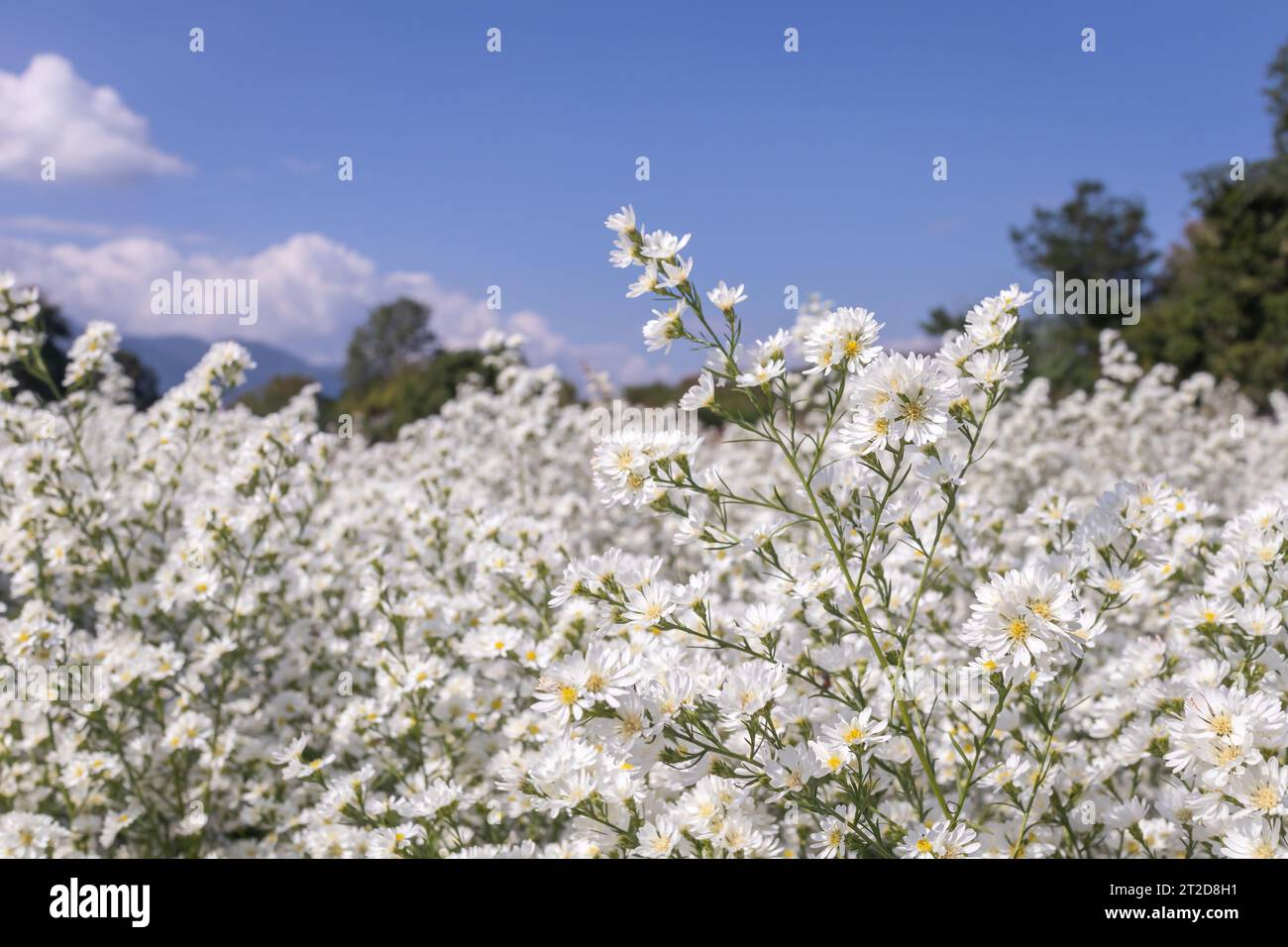 White cutter hi-res stock photography and images - Alamy