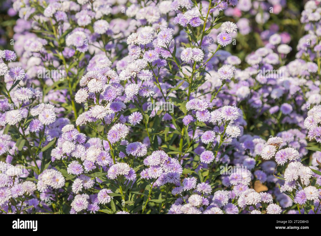 Margaret flower hi-res stock photography and images - Alamy