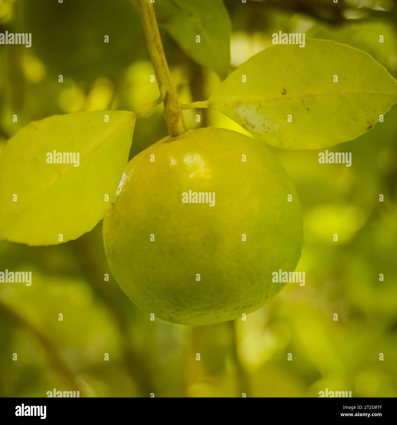 green pomelo fruit hanging on Branch. Citrus Fruit. Lime tree with ...