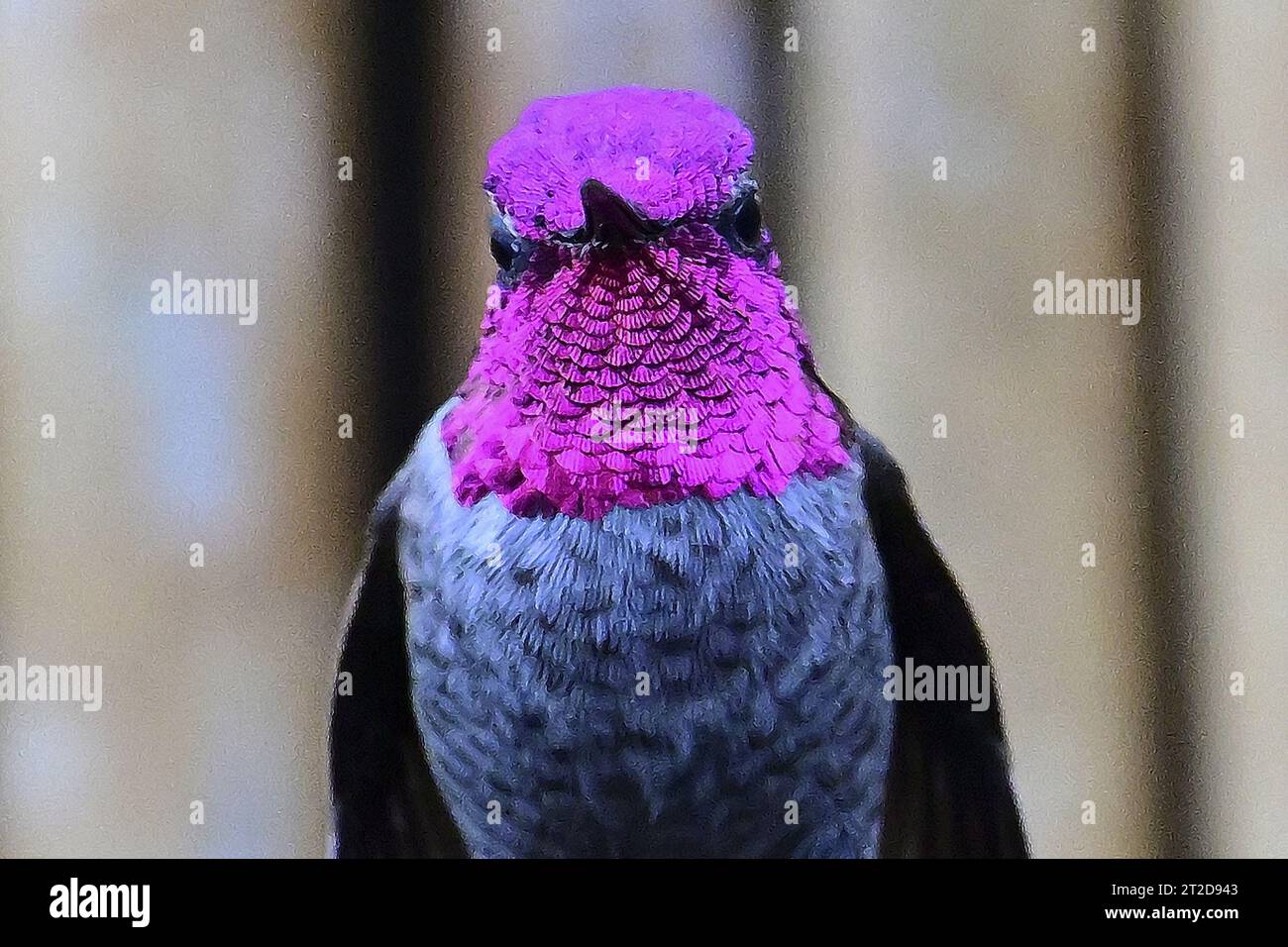 October 18, 2023, Pacific Grove, California, US: Anna's Hummingbird ...